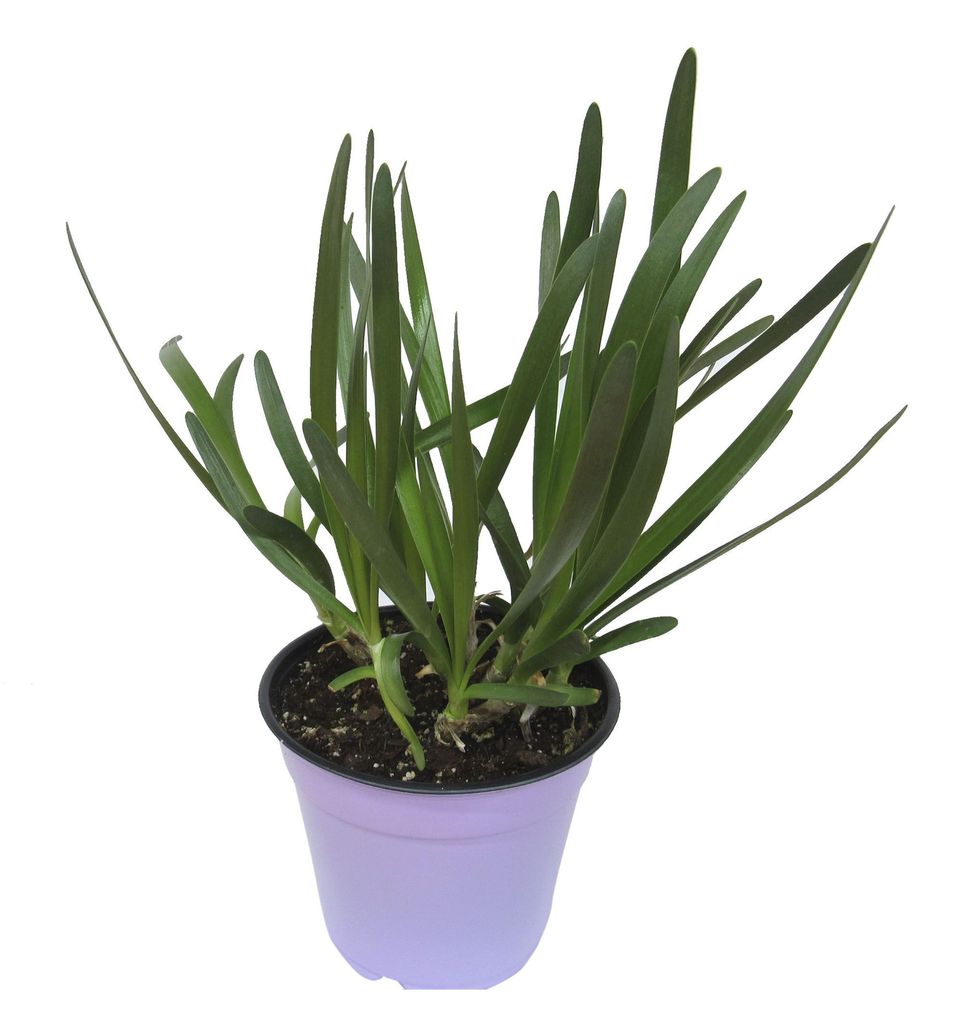 Allium Millenium Ornamental Onion, 3.5" - Plants - by Winter Greenhouse ...