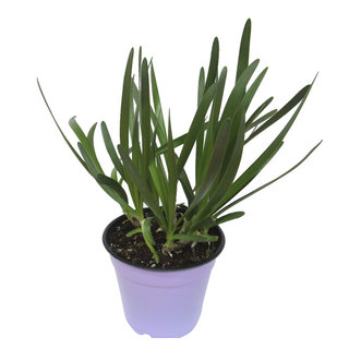 Allium Millenium Ornamental Onion, 3.5" - Plants - by Winter Greenhouse ...