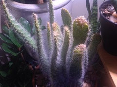 help!! my cactus is falling over