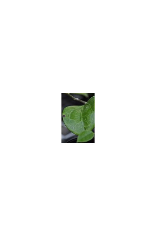 Purple spot on latifolia leaf