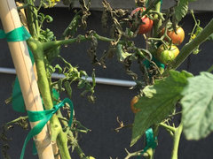 Help diagnose! Looks like disease but no yellowing. Mites or fungus?