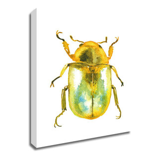 Golden Beetle by Sam Nagel, Print on Canvas, Ready to Hang ...