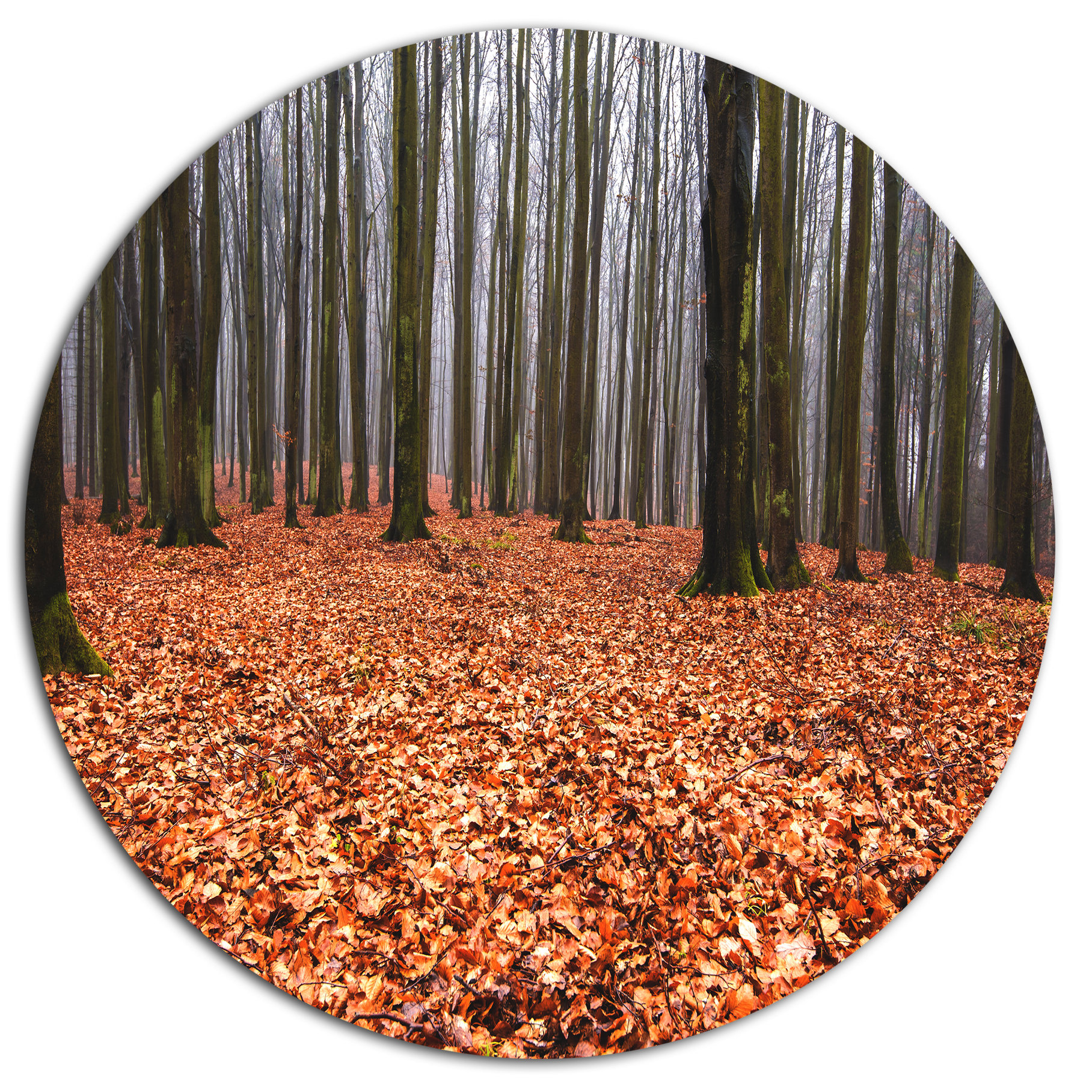 Enchanted And Magical Fall Forest, Forest Disc Metal Artwork, Disc of ...