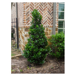 Evergreen Trees & Shrubs - Landscape - Dallas - by Treeland Nursery | Houzz