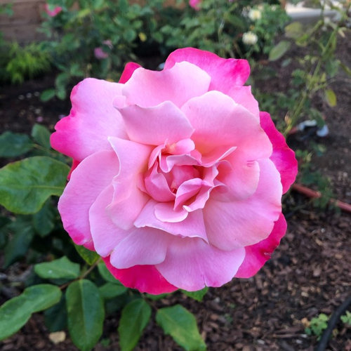 color magic this evening.