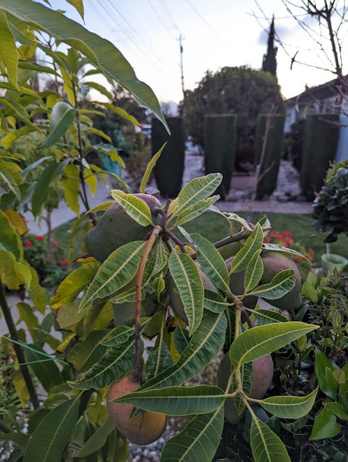 Growing Mangoes in northern California - My Mango Tree in Zone 10A
