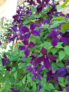 2019 Clem flower show