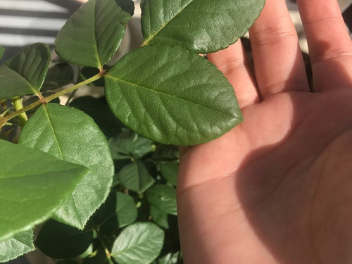 Jude the Obscure Leaves have Yellow Spots