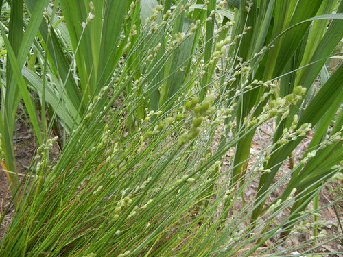 Please ID this reed like plant