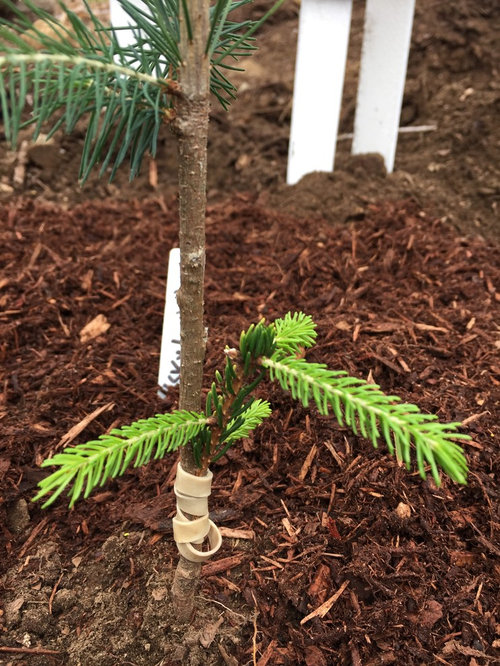 Season 2 - Grafting Conifer Results | Houzz Forum