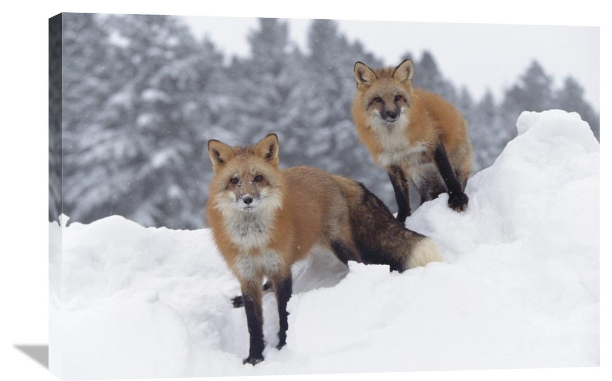 "Red Fox Pair In Snow Fall Showing The Black And Red Markings, Montana ...