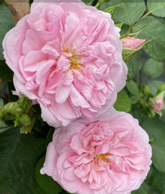 New 2022/2023 Proven Winners Roses