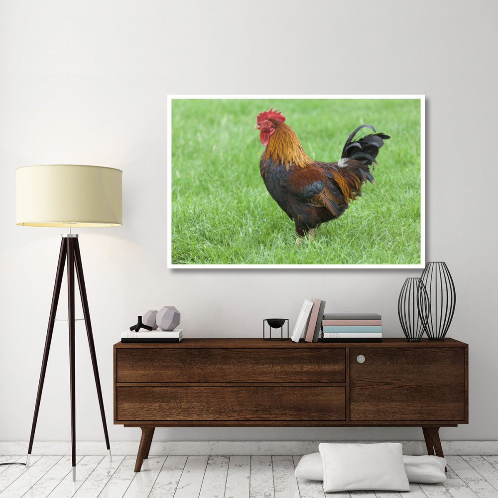 Domestic Chicken, Farmyard Cockerel On Grass, Norfolk, England-Paper ...