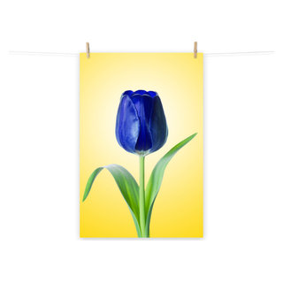 Blue Tulip Minimal Floral Nature Photo Botanical Loose Unframed Wall ...