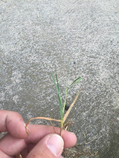 Bermudagrass or Nimblewill?