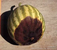 My watermelons have blossom end rot