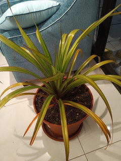 How to Care for Pandan Plant