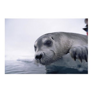 Bearded Seal Pup On Ice Edge Arctic Paper Print By Flip Nicklin 20