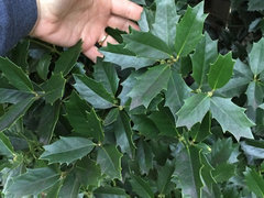 oakland or oakleaf holly, Ilex x Conaf - Anyone have info?
