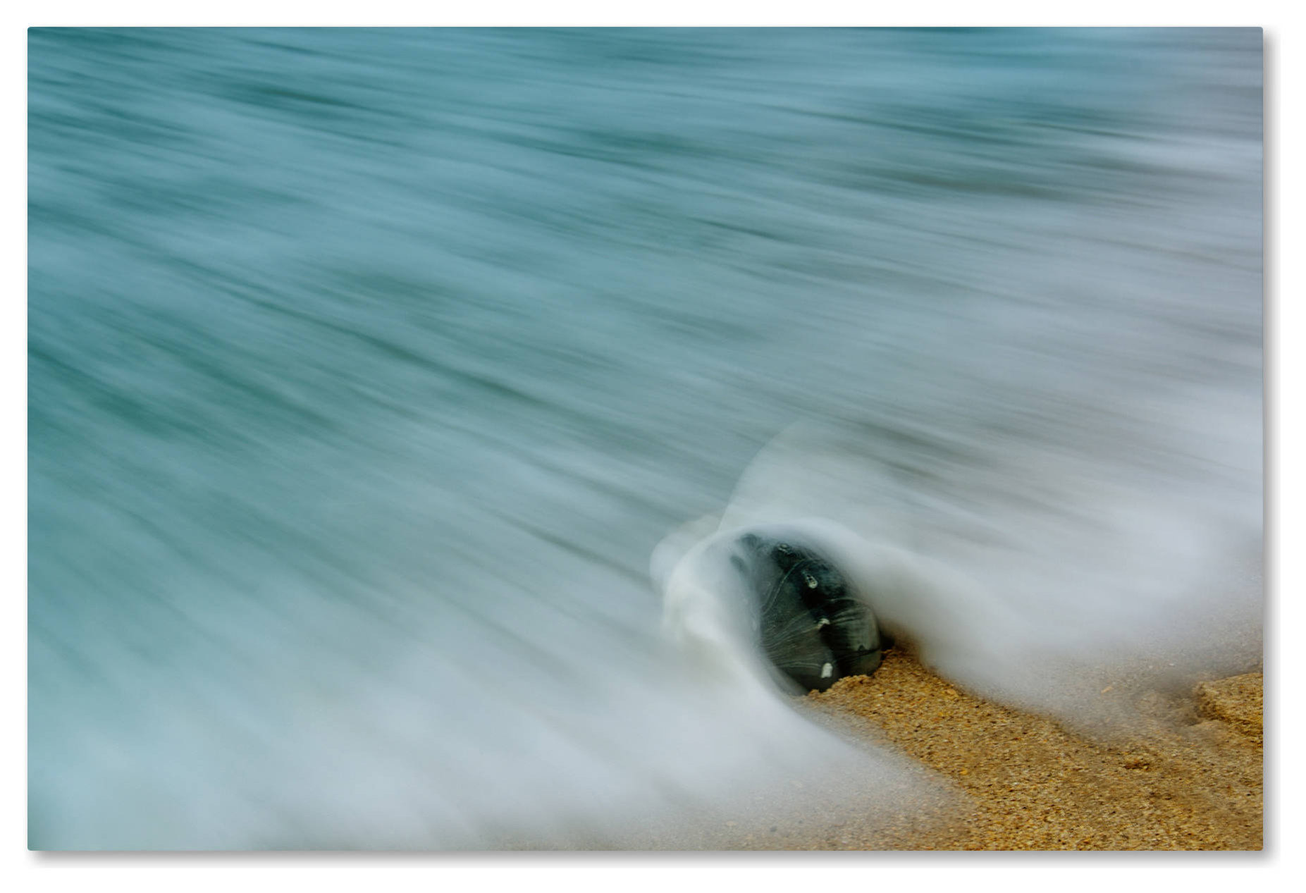 PIPA Fine Art 'Whelk Seashell and Misty Wave' Canvas Art, 32x22 - Beach Style - Prints And ...