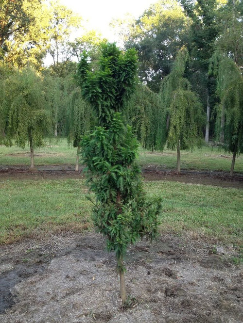dwarf bald cypress 'Jim's Little Guy''