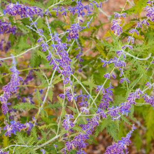 75 Beautiful Desert River Rock Landscaping Pictures & Ideas - August ...