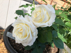 Easy Spirit rose | Houzz Forum