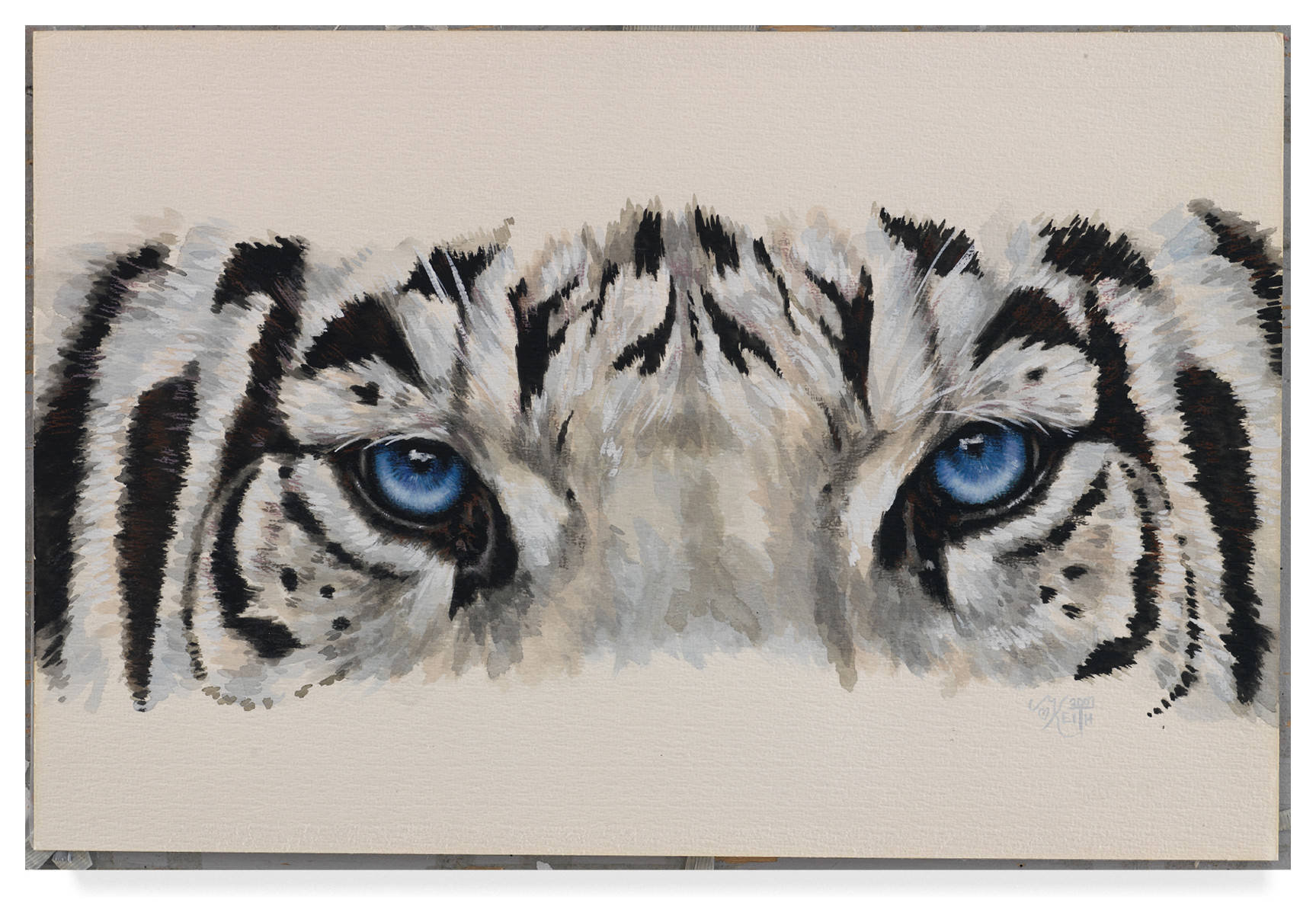 "Eye Catching White Tiger" by Barbara Keith, Canvas Art, 22"x32 ...
