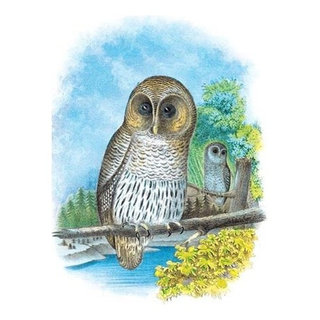 The Barred Owl, 12" x 18" - Traditional - Prints And Posters - by ...