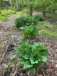 Hosta K 2023 .................................