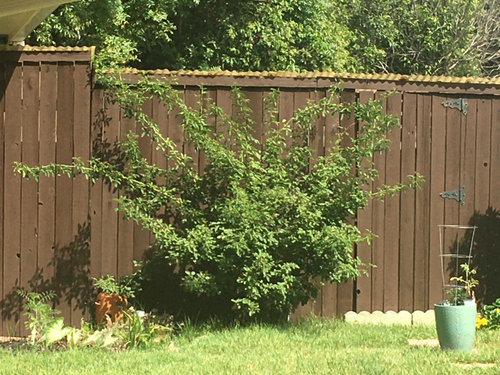 Pruning advice for 8 foot rose bush - Zone 8