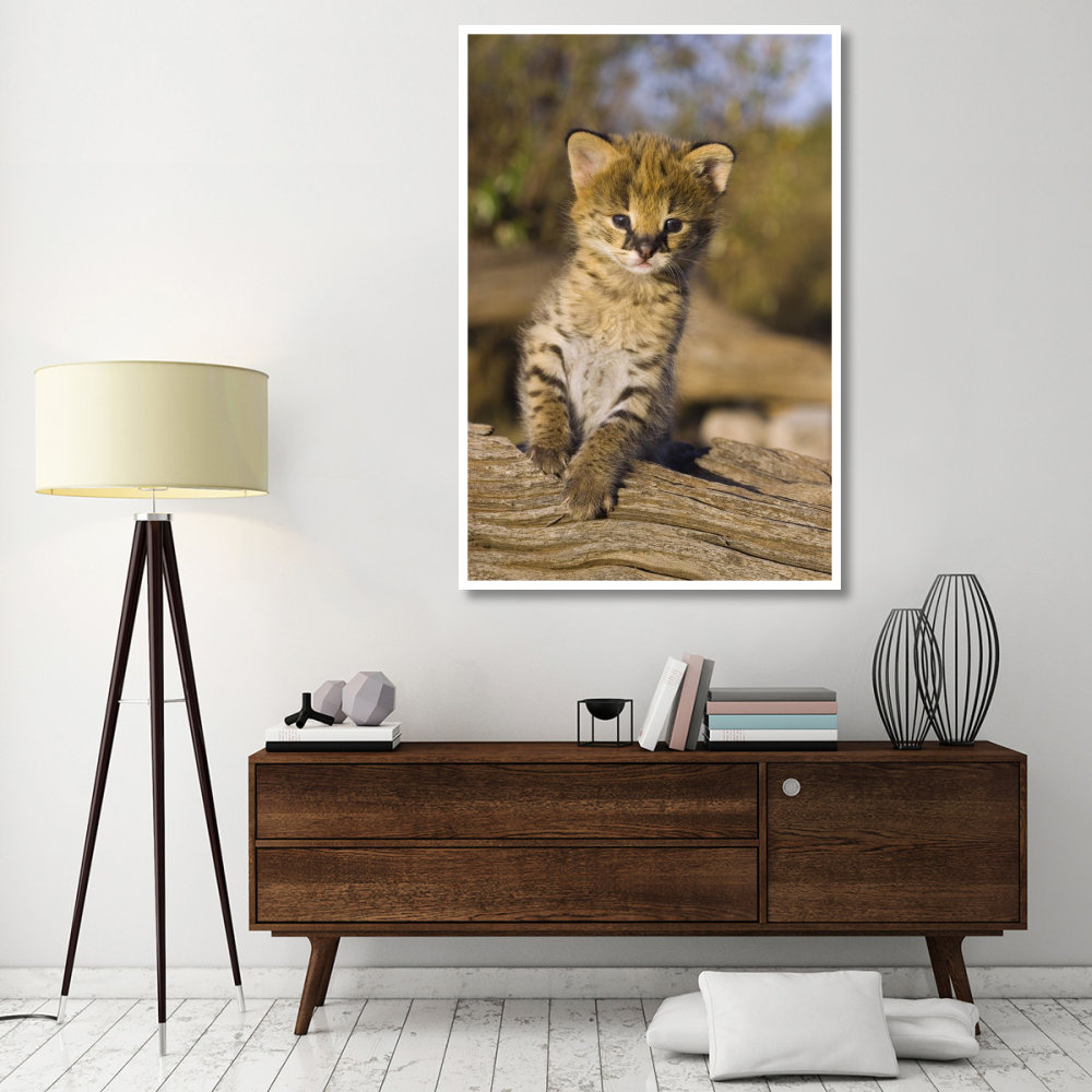 "Serval kitten, 2.5 week old orphan, Masai Mara Reserve" Paper Art, 42 ...