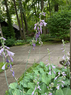 Hosta K 2023 .................................
