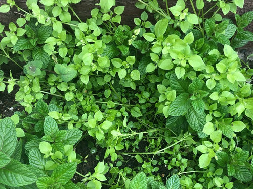 Invasive Plant (?) Crowding Out My Mint