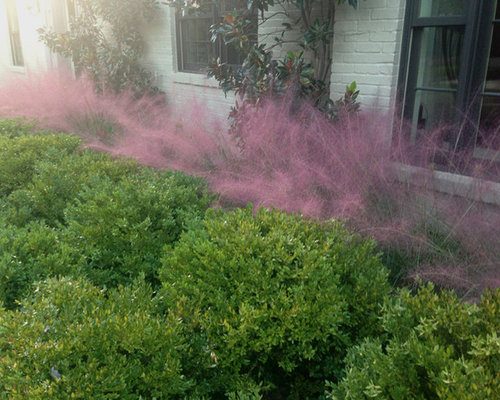 Espalier Magnolia Home Design Ideas, Pictures, Remodel and Decor