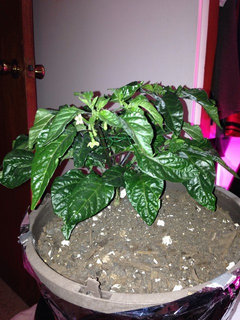 Growing Moruga Scorpions Indoors