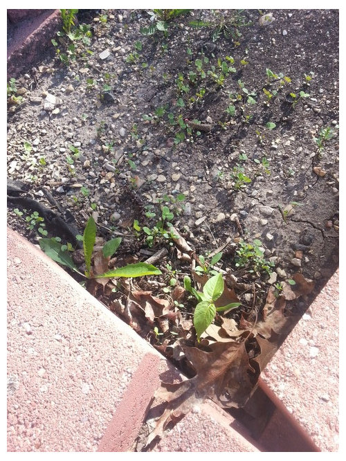 help with hard soil