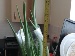 aloe leaves drooping and creasing