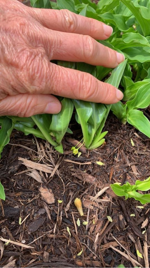 Hosta Identification 2