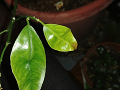 Meyer Lemon Tree Problem