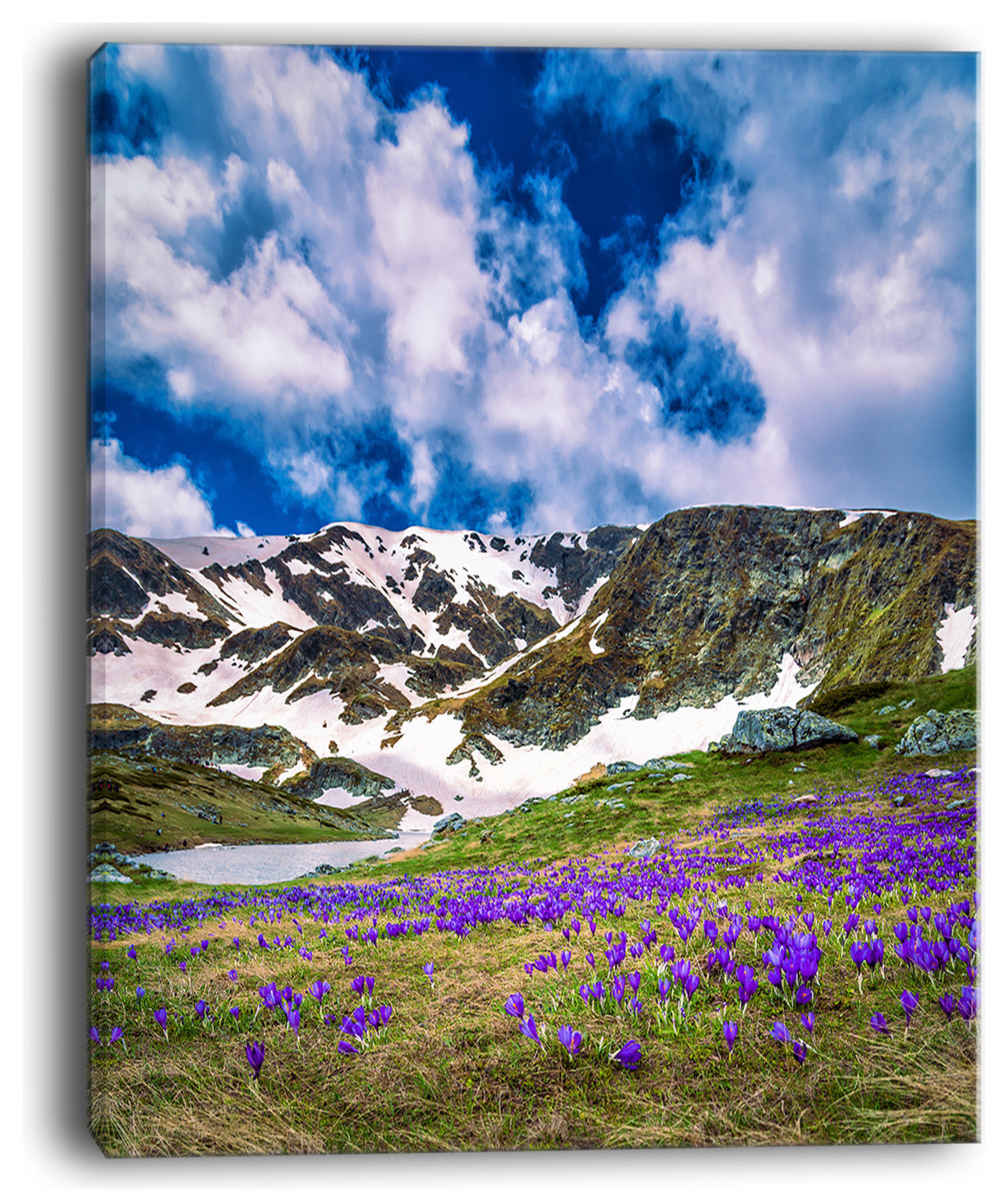 "Spring Blooming Crocus Flowers" Canvas Print, 30"x40" - Contemporary ...