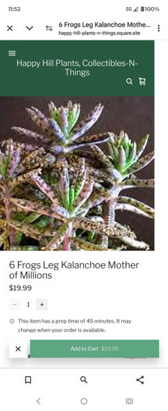 Frog Leg Plant ?? | Houzz Forum