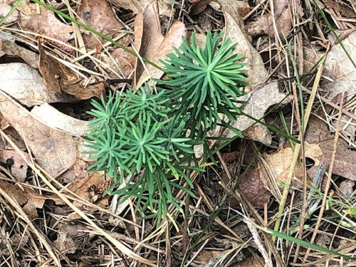 Volunteer - pine tree-like with flowers, not equisetum (I think)