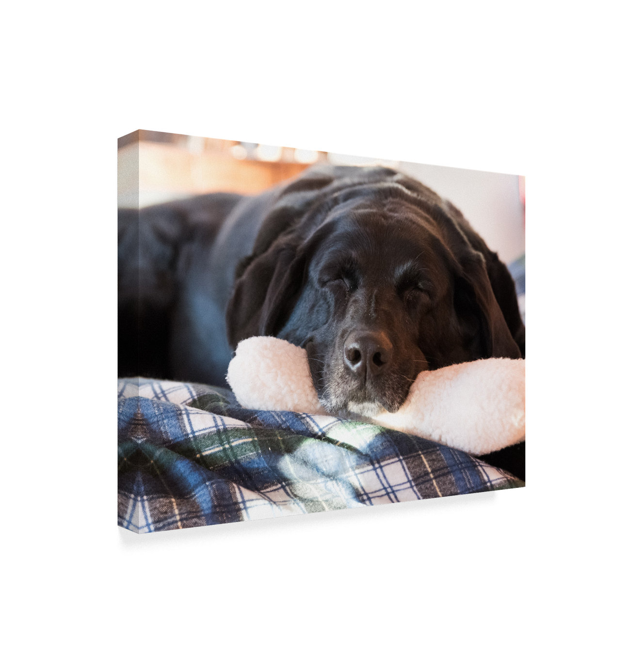 Brenda Petrella Photography Llc 'Doggone Tired' Canvas Art, 32"x24 ...