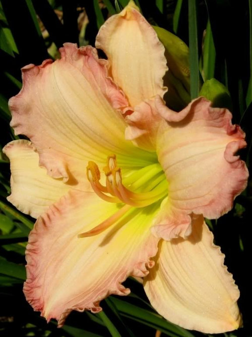 Frosted Vintage Ruffles FFO