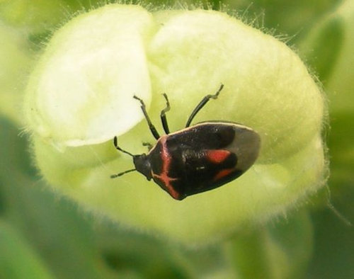 What type of bug is this? Friend or Foe? Part 2