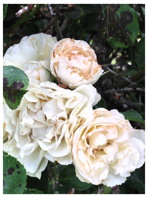 Allen Cemetery Roses