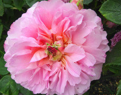 Rose proliferation question.