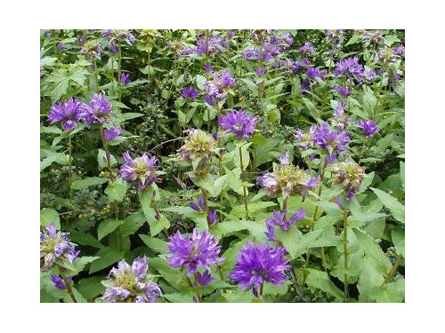 What is this blue frilly flower?