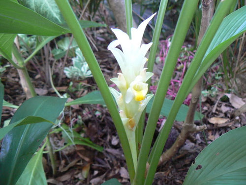 carcuma ginger | Houzz Forum